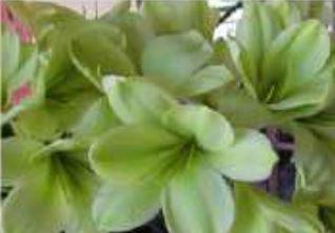 Clivia Interspecific Hybrid Cross Seedlings Between TK Creamy and ...