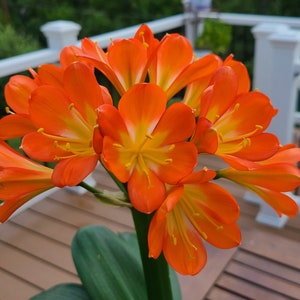 Monk Clivia Chinese Compact Orange Rare One Plant - Etsy