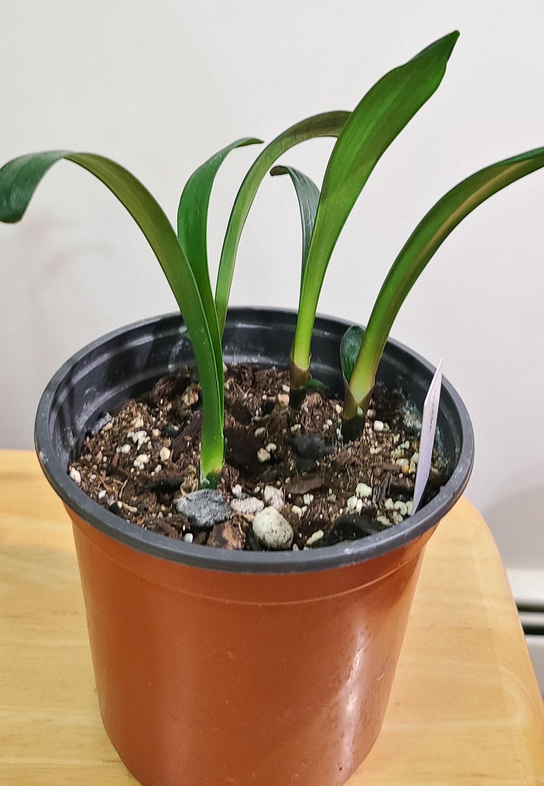 Clivia Compact Hirao Cross Orange With Large Green Throat White Edge 1 ...