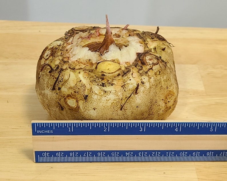 Unique, Exotic Sauromatum Venosum Bulbs Voodoo Lily Various Size One ...