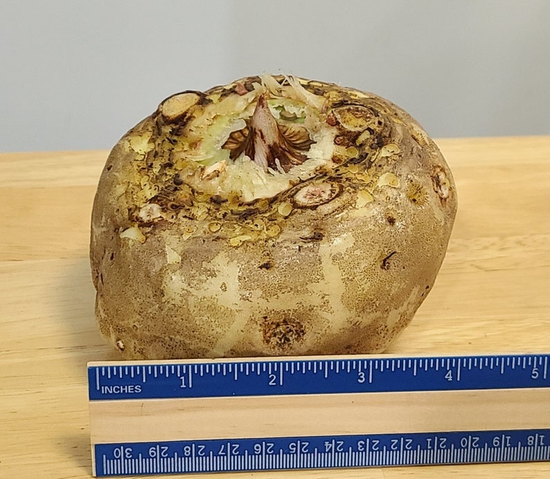 Unique, Exotic Sauromatum Venosum Bulbs Voodoo Lily Various Size One ...