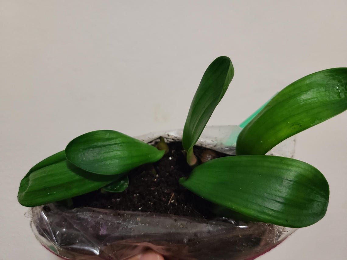 Monk Clivia Chinese Compact Orange Rare One Plant - Etsy