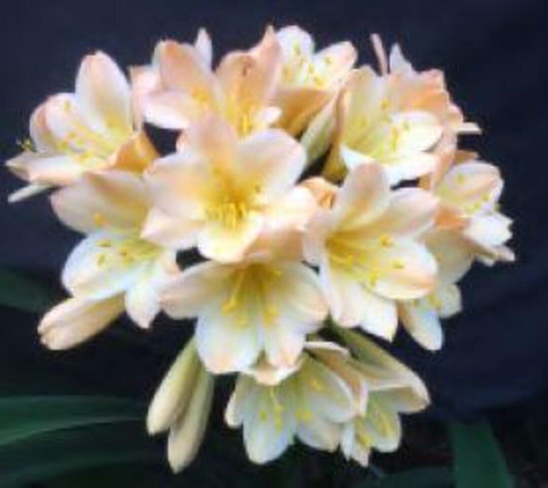 Clivia Seedling Scented Beautiful Pink Peach Melba Peach X Self With ...