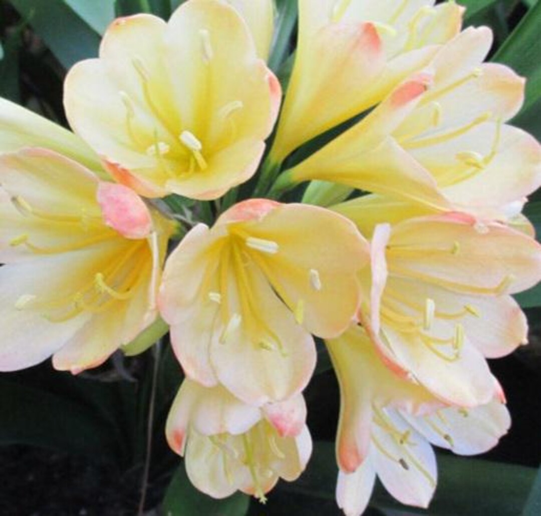 Clivia Gloria X (gloria X Apple Blossom) One Plant 3 Years Old 4-5 ...