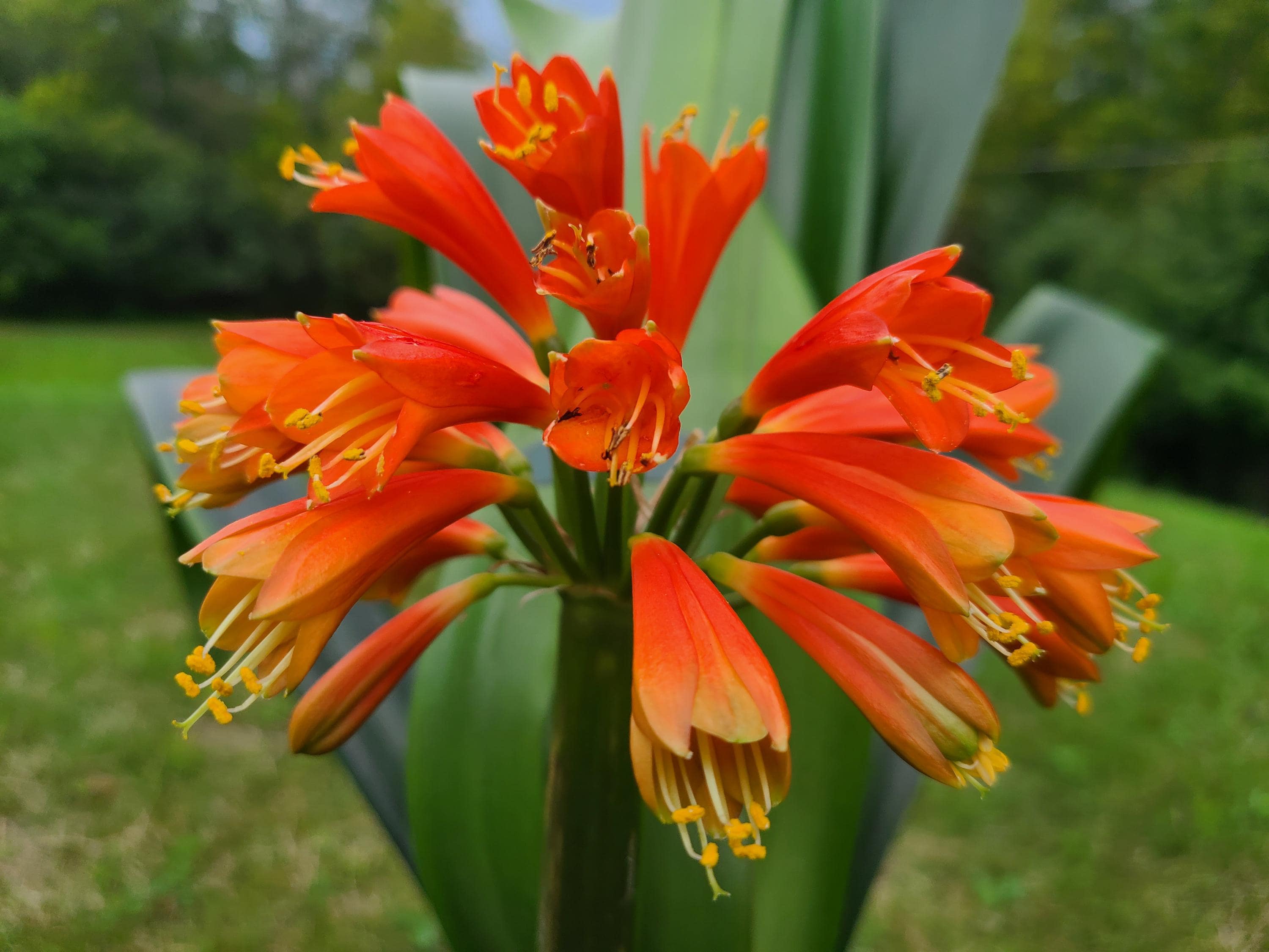 Civia Maniata X Clivia Caulescens X (compact Variegated Clivia Orange ...