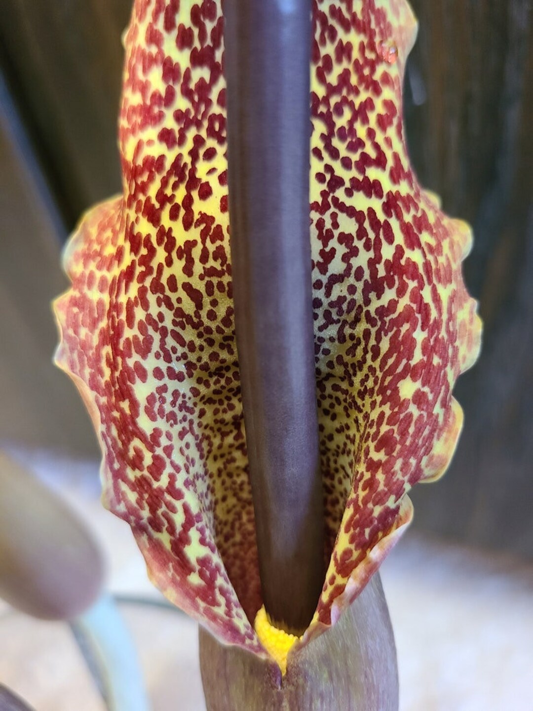Unique, Exotic Sauromatum Venosum Bulbs Voodoo Lily Various Size One ...