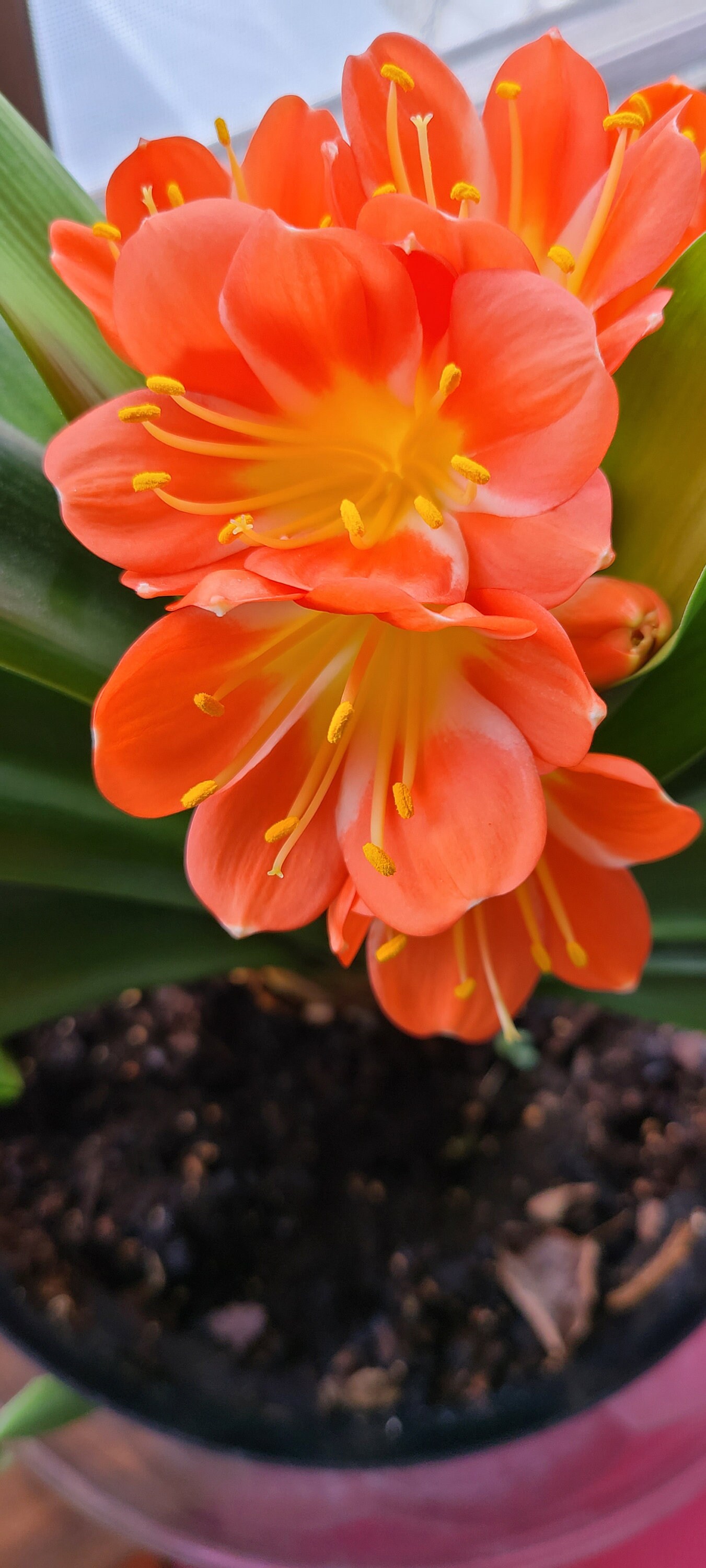 Clivia Bush Lily Live Chinese Compact Plant Orange Great Gift - Etsy