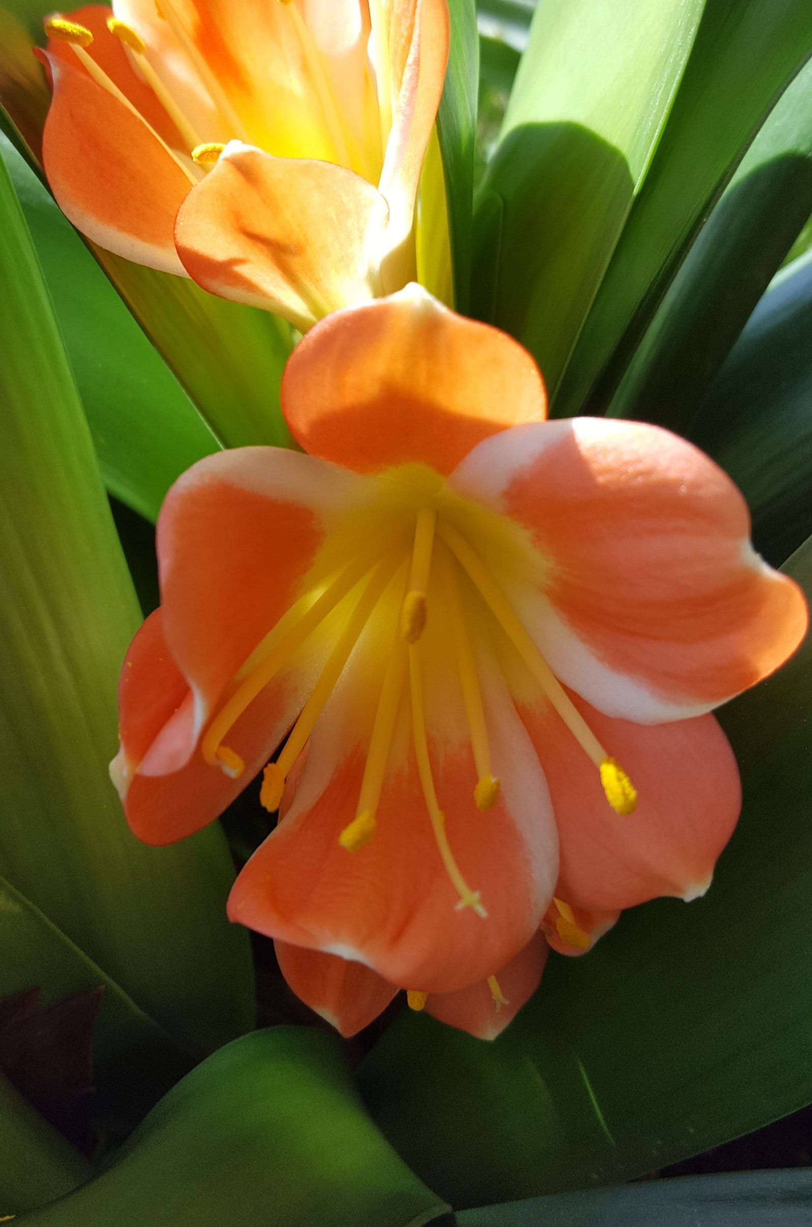 Clivia Bush Lily Live Chinese Compact Plant Orange Great Mother's Day ...