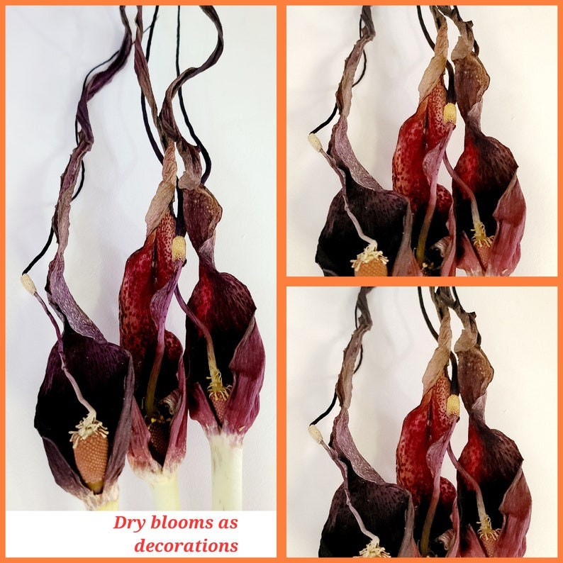 Unique, Exotic Sauromatum Venosum Bulbs Voodoo Lily Various Size One ...