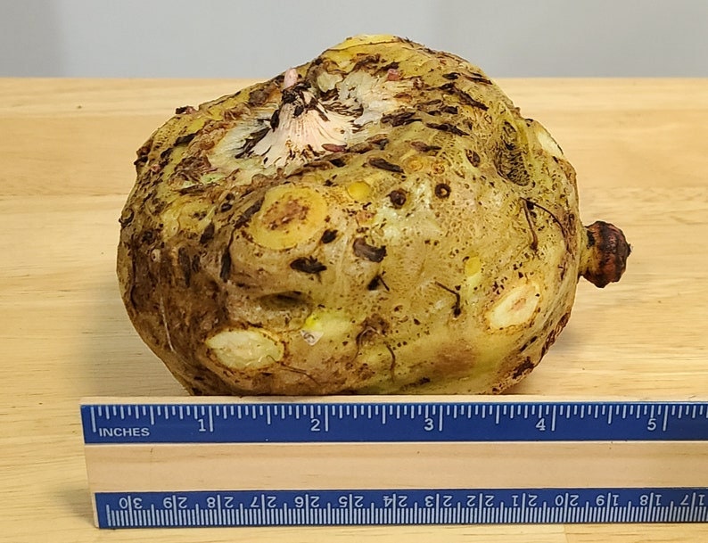 Unique, Exotic Sauromatum Venosum Bulbs Voodoo Lily Various Size One ...