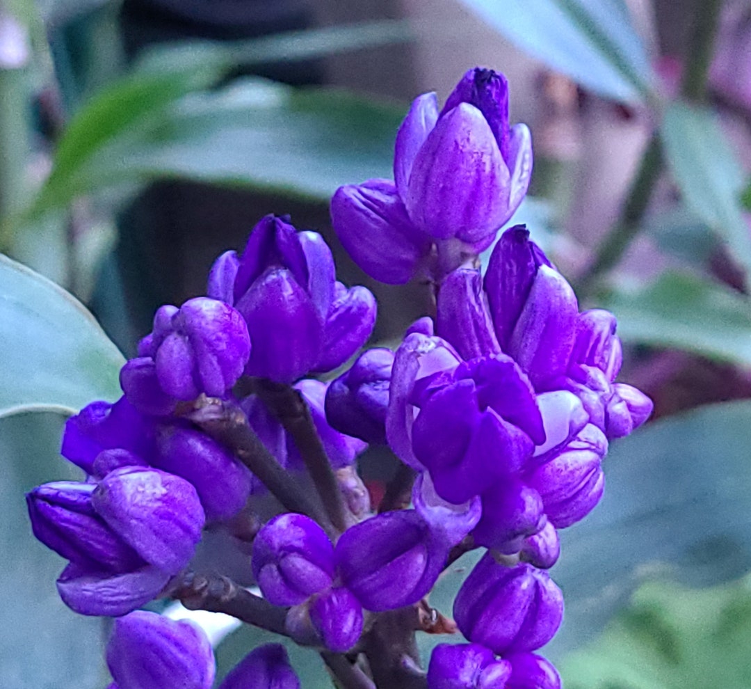 Hawaii Blue Ginger 1 Ft Cuttings - Etsy