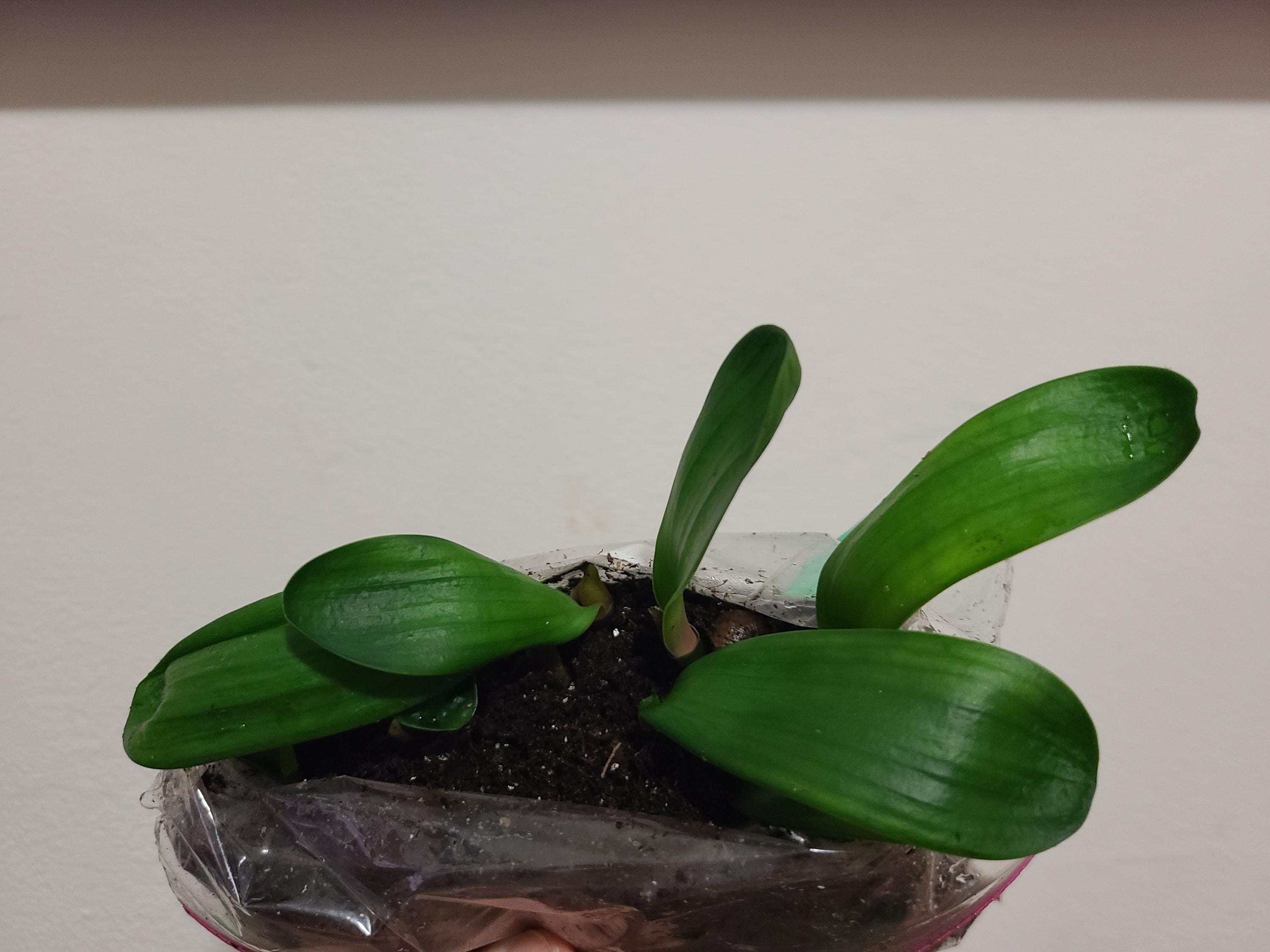 Monk Clivia Chinese Compact Orange Rare One Plant - Etsy