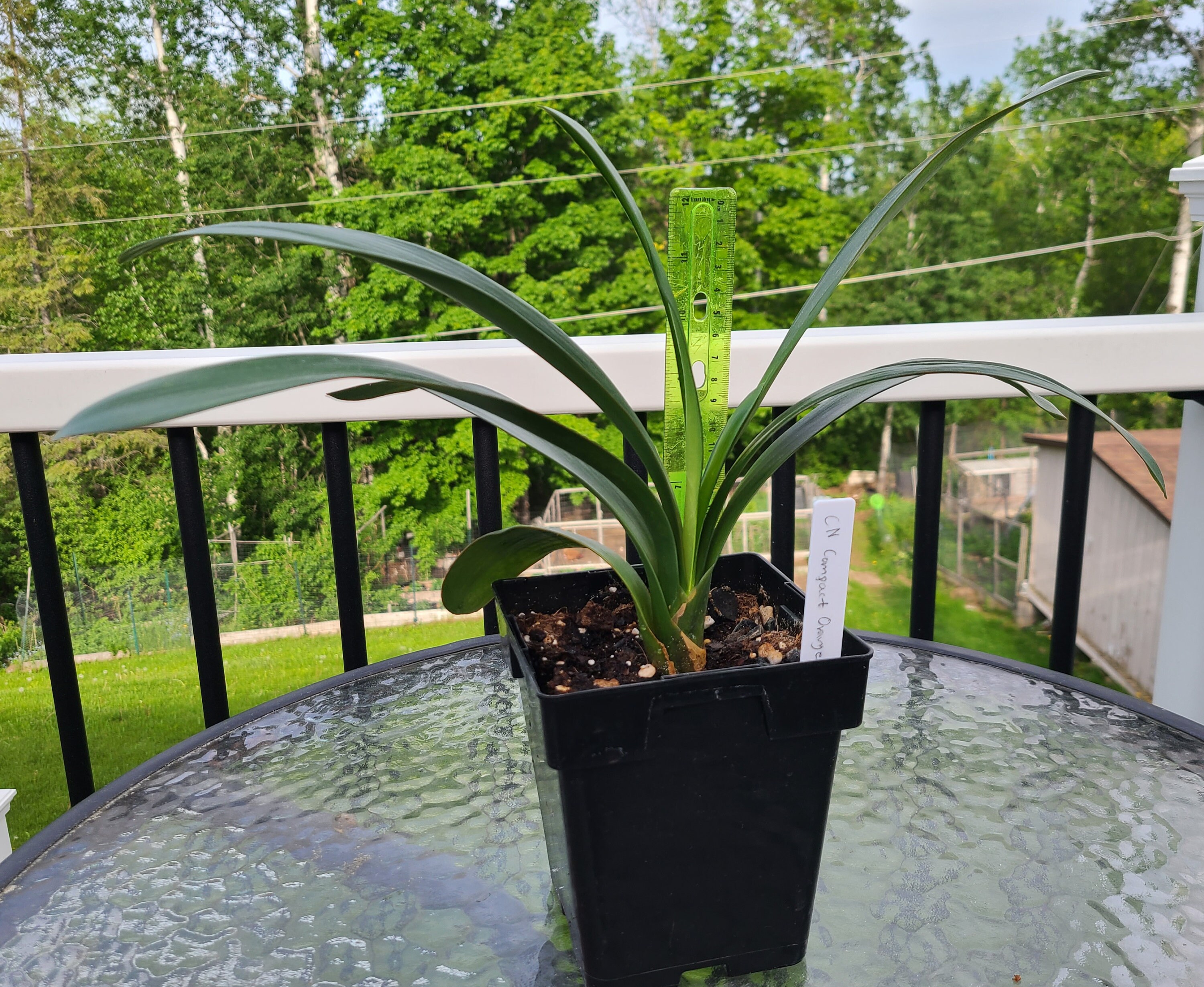 Clivia Bush Lily Live Chinese Compact Plant Orange Great Mother's Day ...