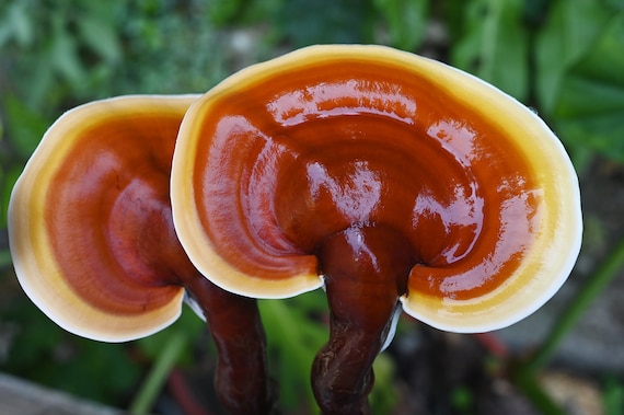 Ganoderma Lucidum