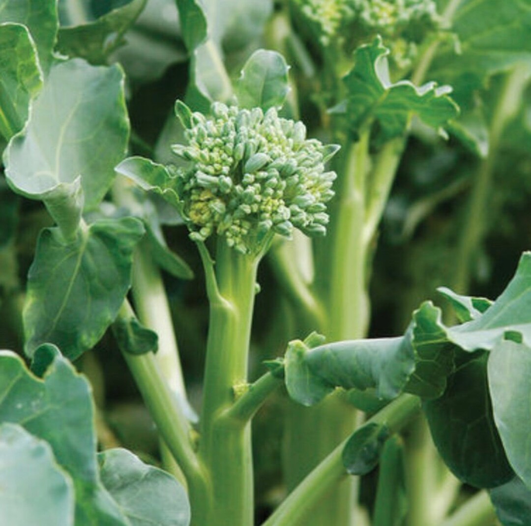 Organic Broccolini Seeds, 150+ Seeds - Etsy