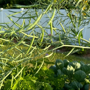 Organic Broccolini Seeds, 150+ Seeds - Etsy