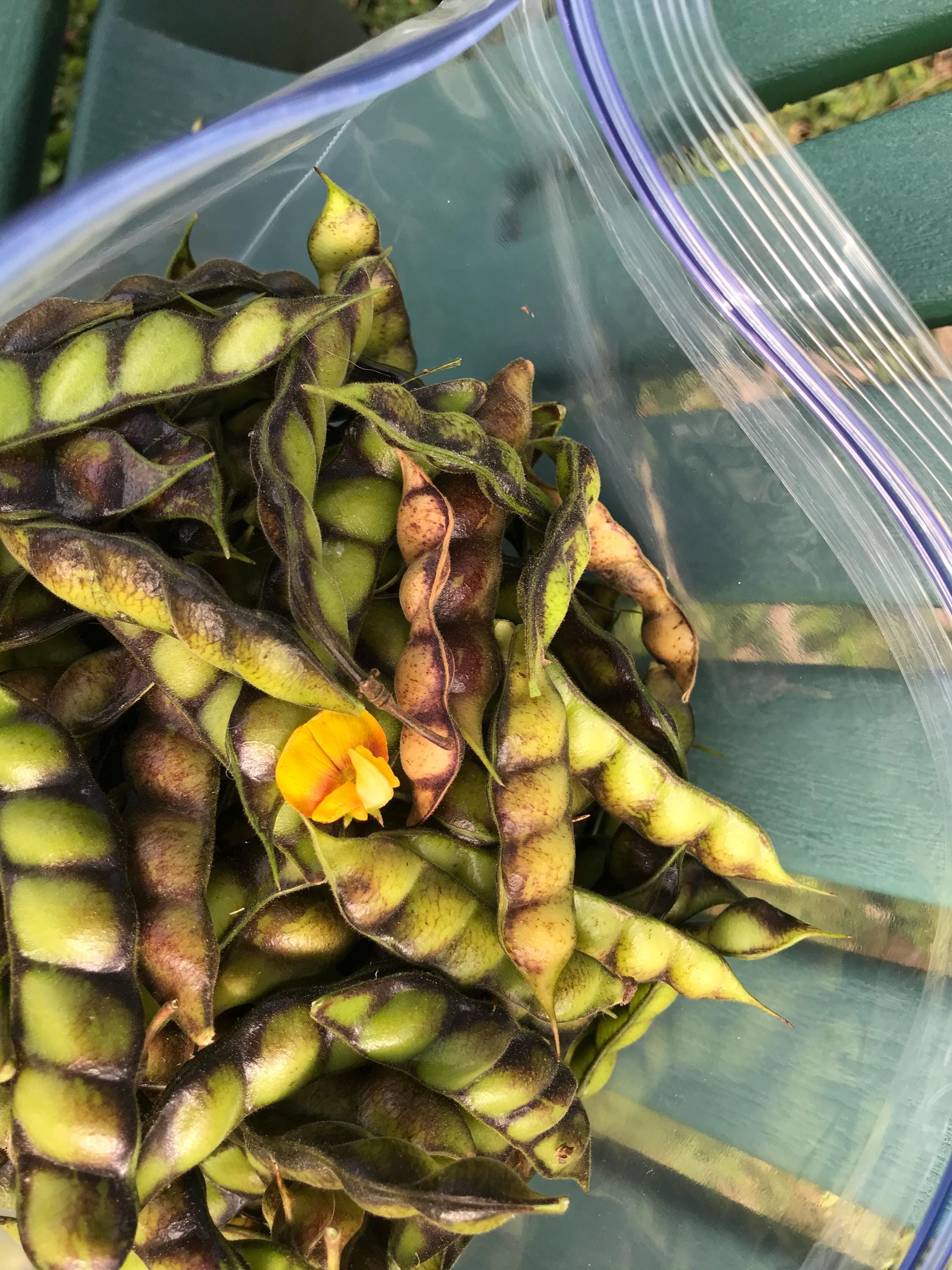 Organic Pigeon Pea Seeds - Etsy