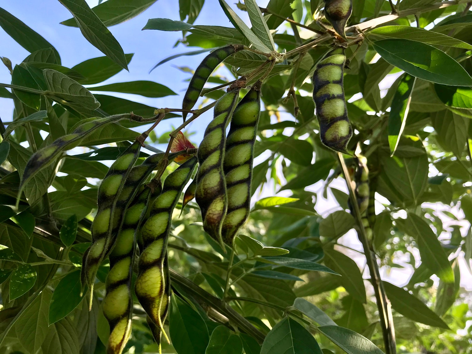 Organic Pigeon Pea Seeds - Etsy