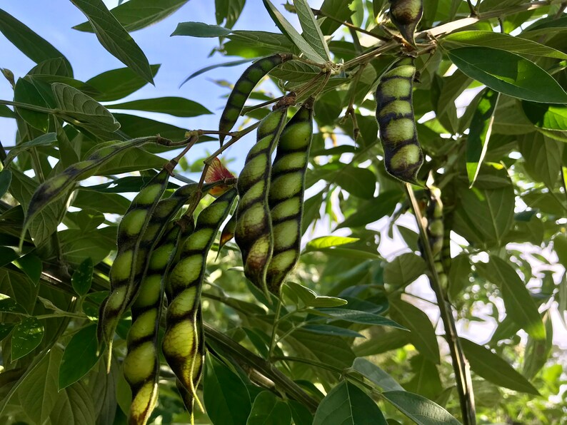 Organic Pigeon Pea Seeds - Etsy