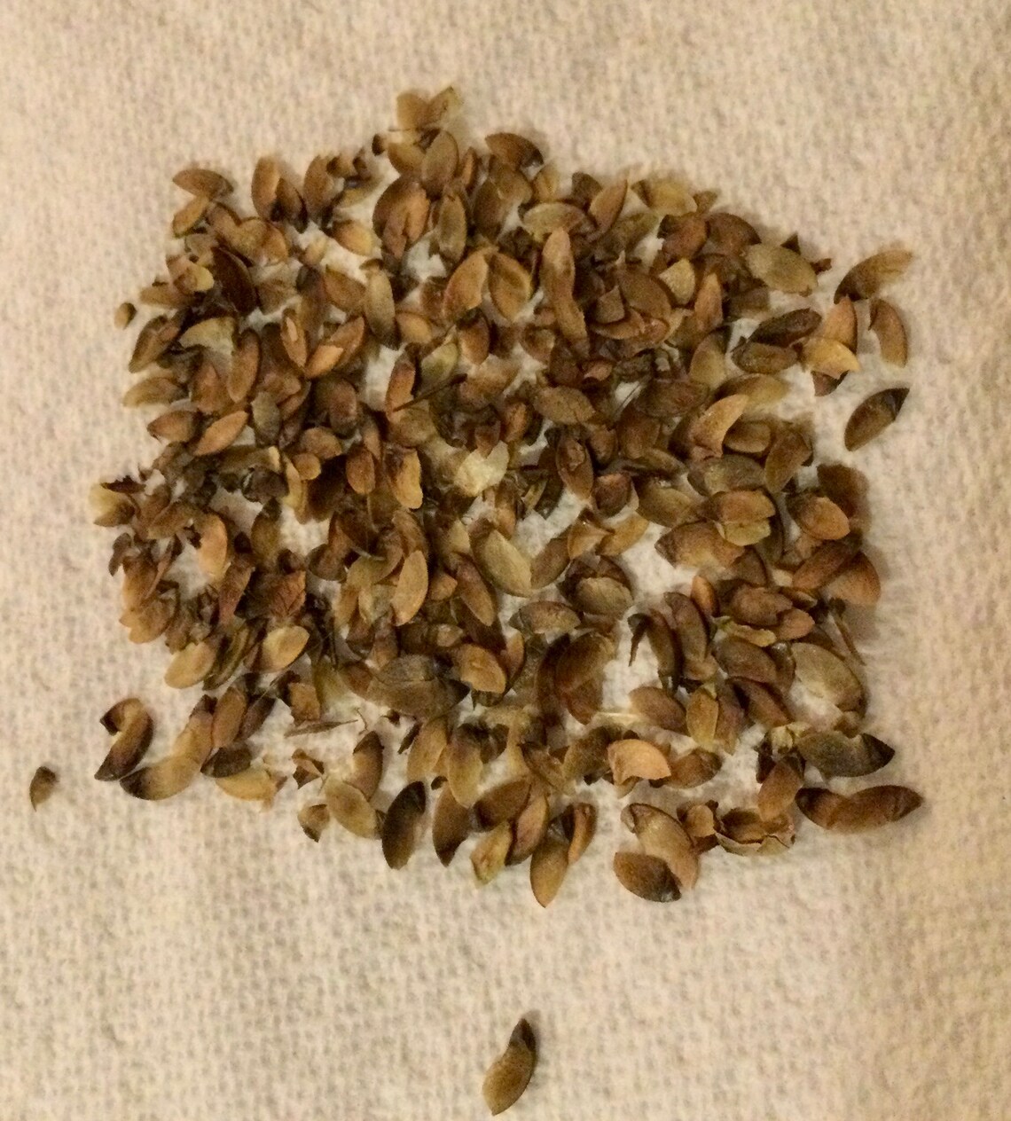 Crape Myrtle Seeds lagerstroemia Tree Shrub Non-gmo | Etsy