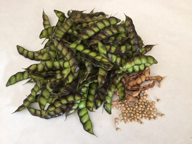 Organic Pigeon Pea Seeds - Etsy