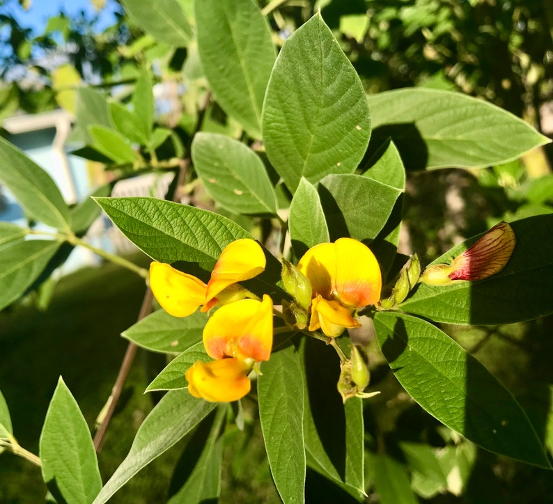 Organic Pigeon Pea Seeds - Etsy