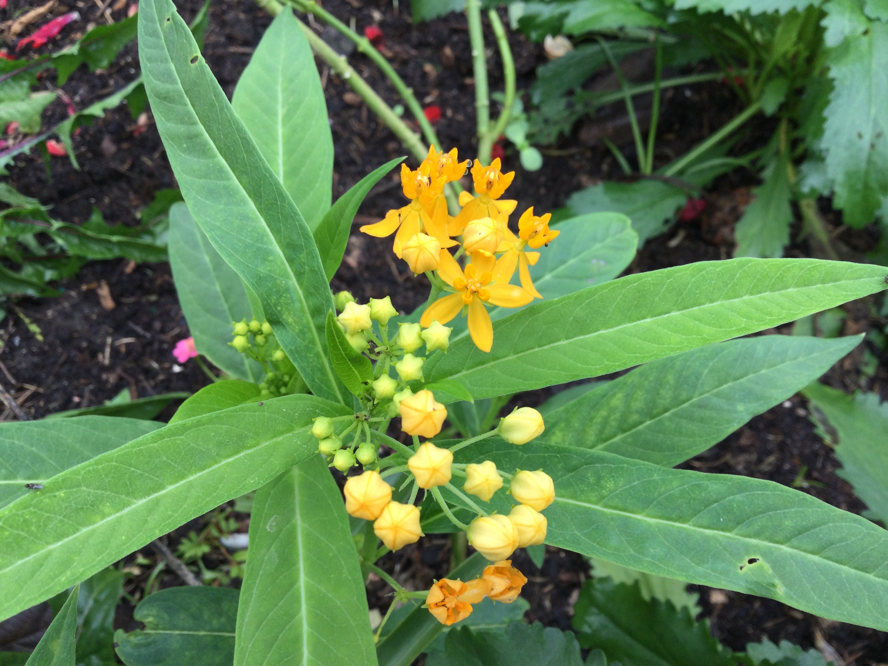 Butterfly Weed Flower Seeds - Etsy