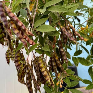 Organic Pigeon Pea Seeds - Etsy