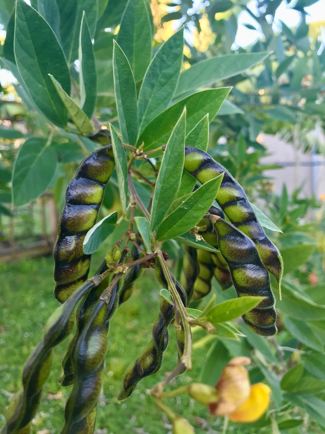 Organic Pigeon Pea Seeds - Etsy