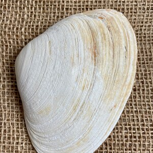 Map or NOAA Chart Shells Gilded and Decoupaged Natural Clam - Etsy