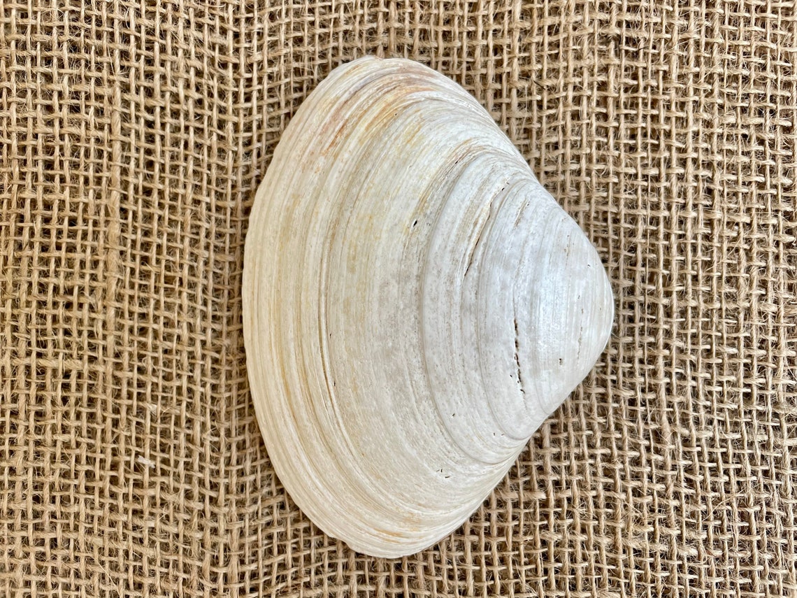 Just a Touch of Gold Gilded and Decoupaged Natural Clam - Etsy