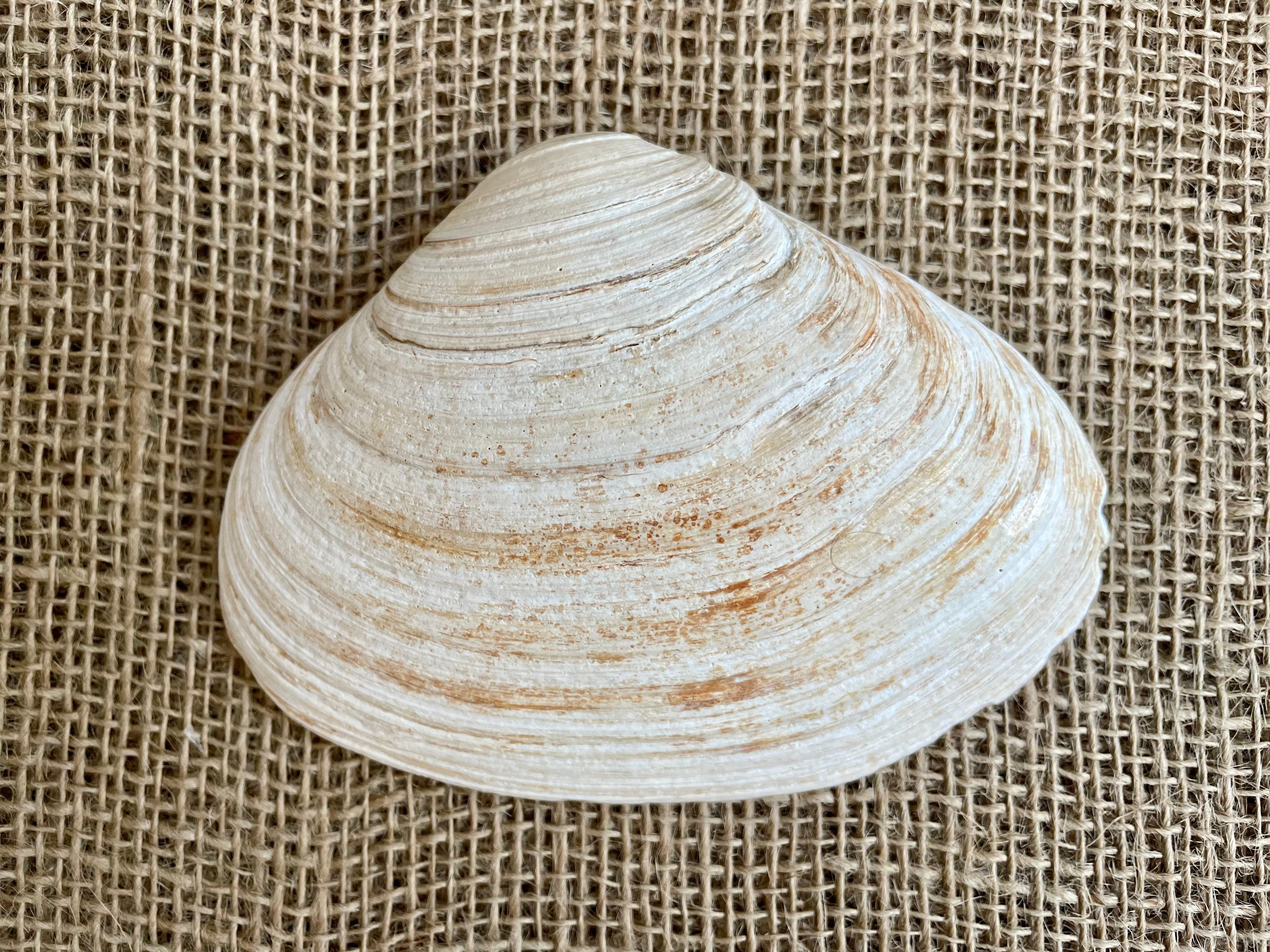 Just a Touch of Gold Gilded and Decoupaged Natural Clam - Etsy