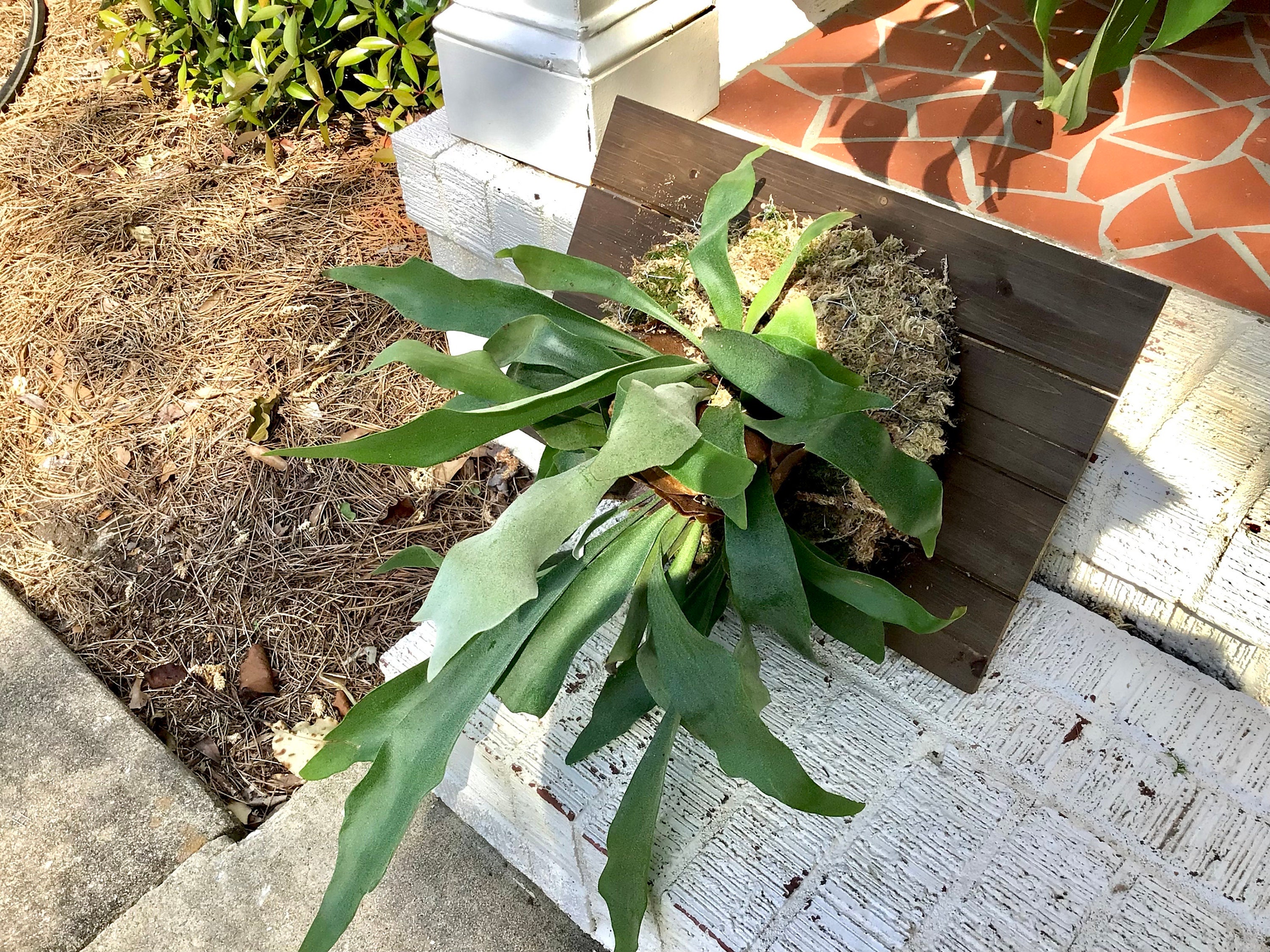 Mounted Staghorn Fern - Etsy