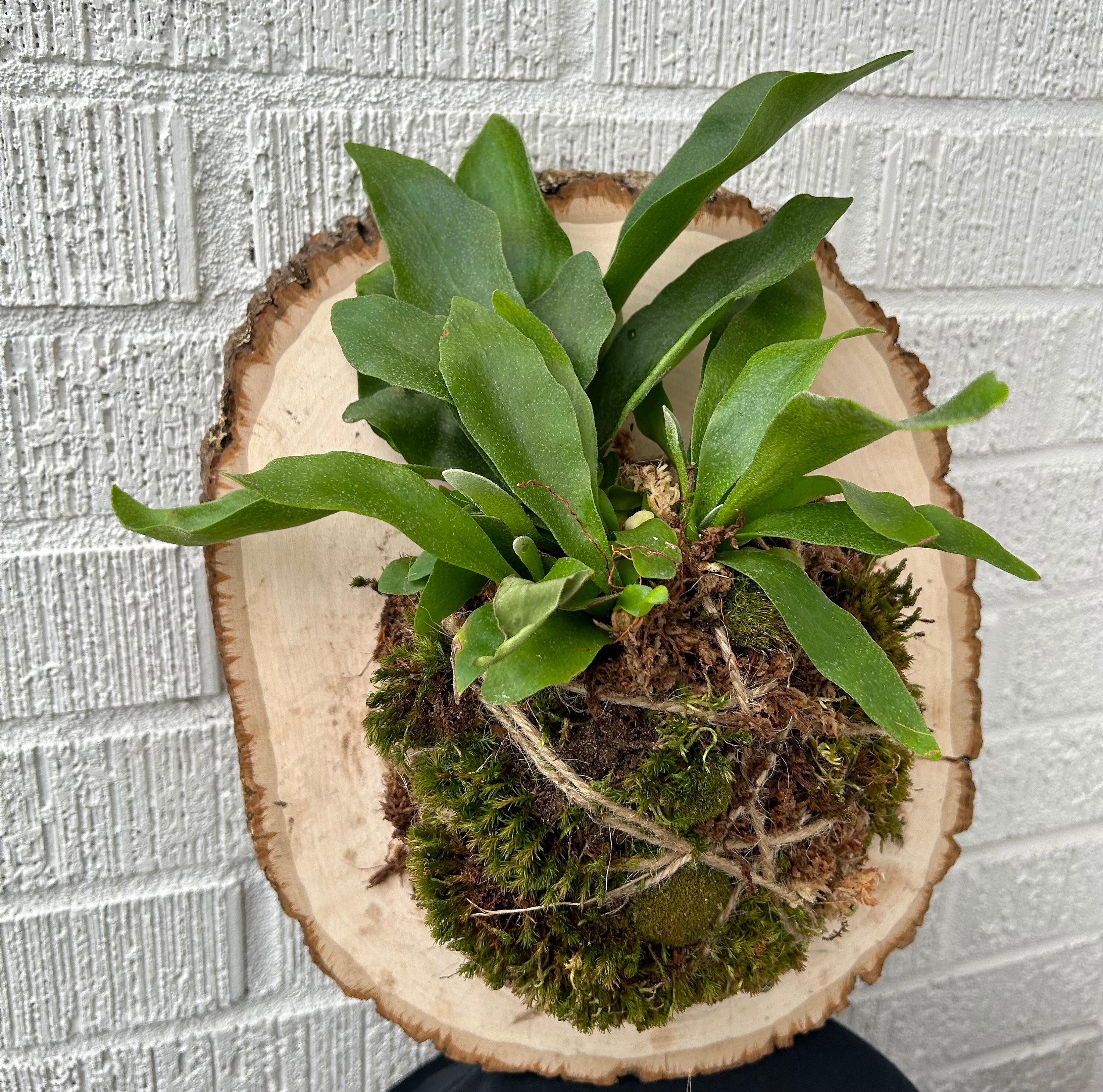 Mounted Staghorn Fern - Etsy