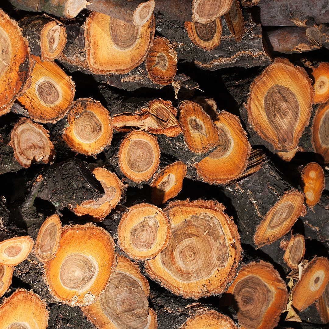 Apple Wood Splits and Chunks SHIPPING INCLUDED - Etsy