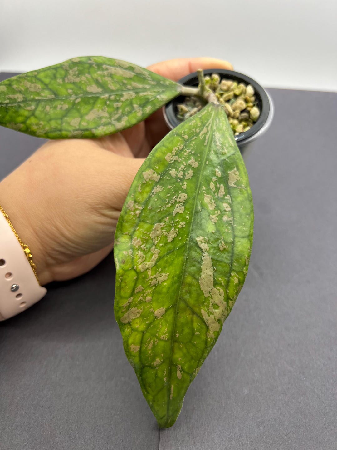 Hoya Sp Germany Splash - Etsy