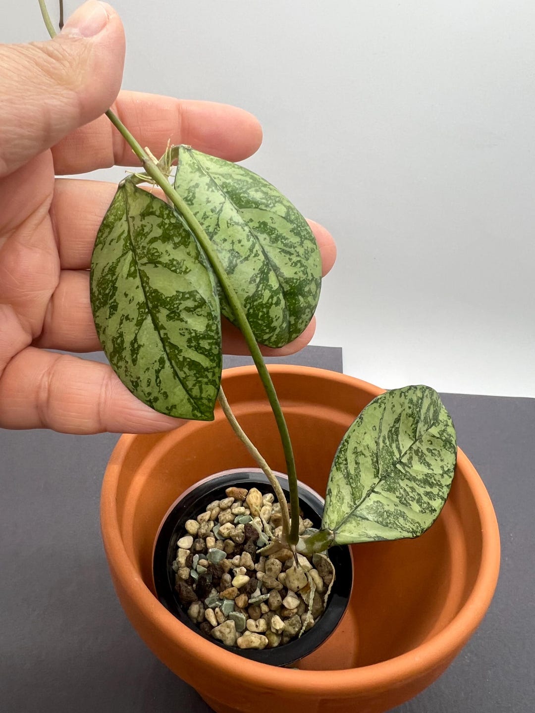Hoya Crassipetiolata Round Splash (vietnam Clone) - Etsy