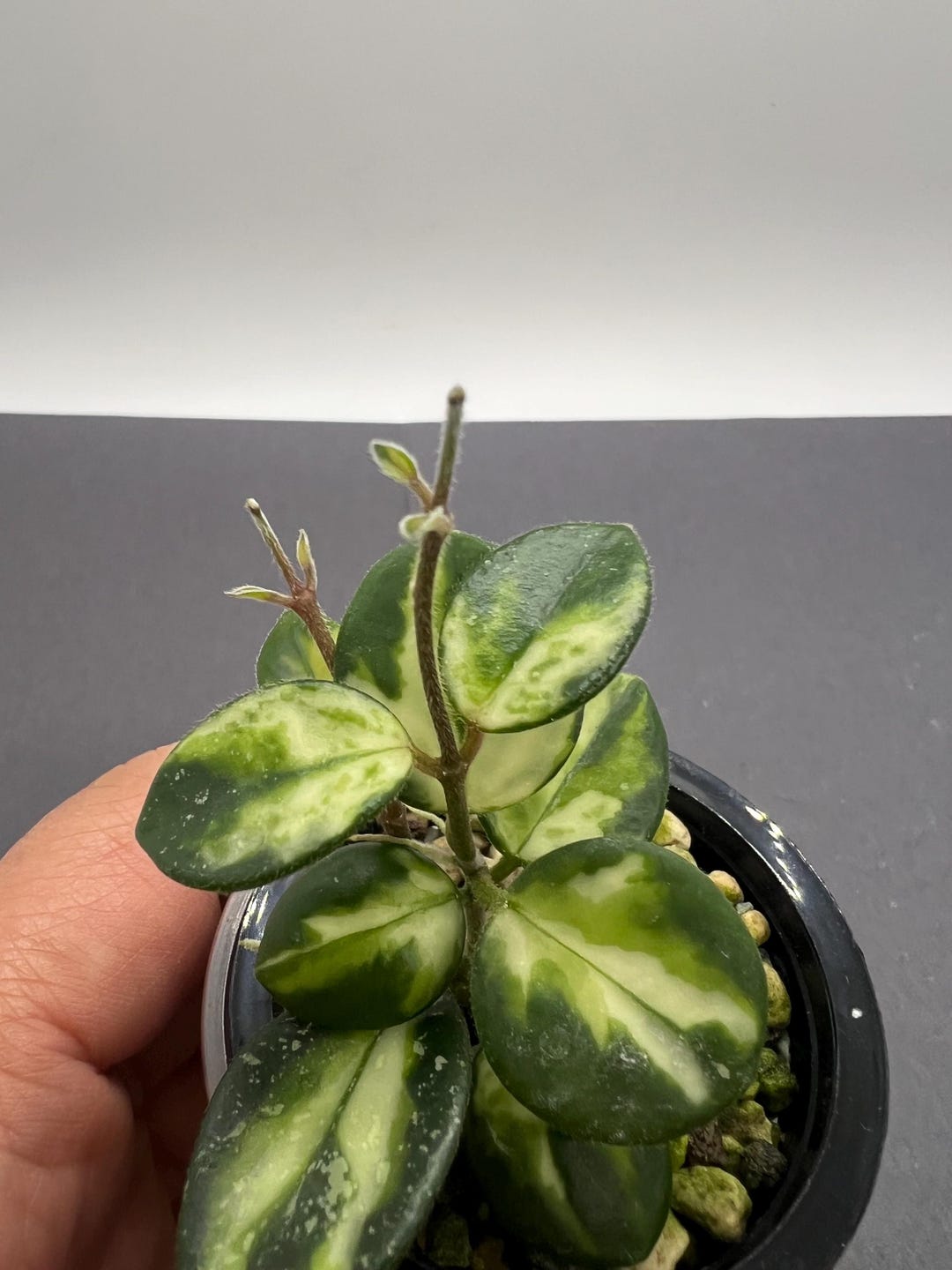 Hoya Mathilde Inner Variegated - Etsy