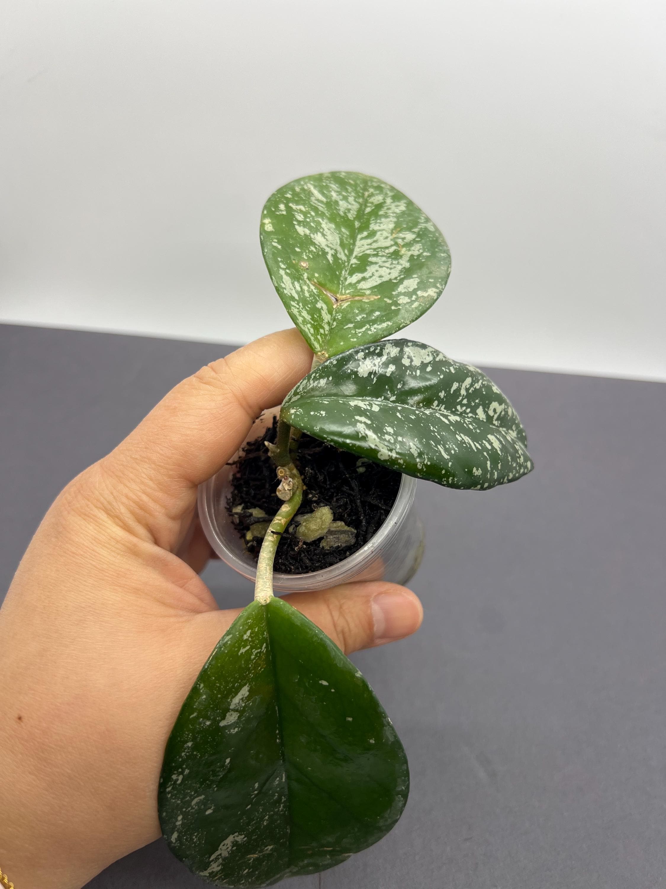 Hoya Carnosa Freckles Splash - Etsy