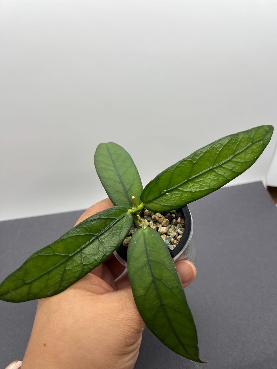 Dischidia Acutifolia PNG - Etsy