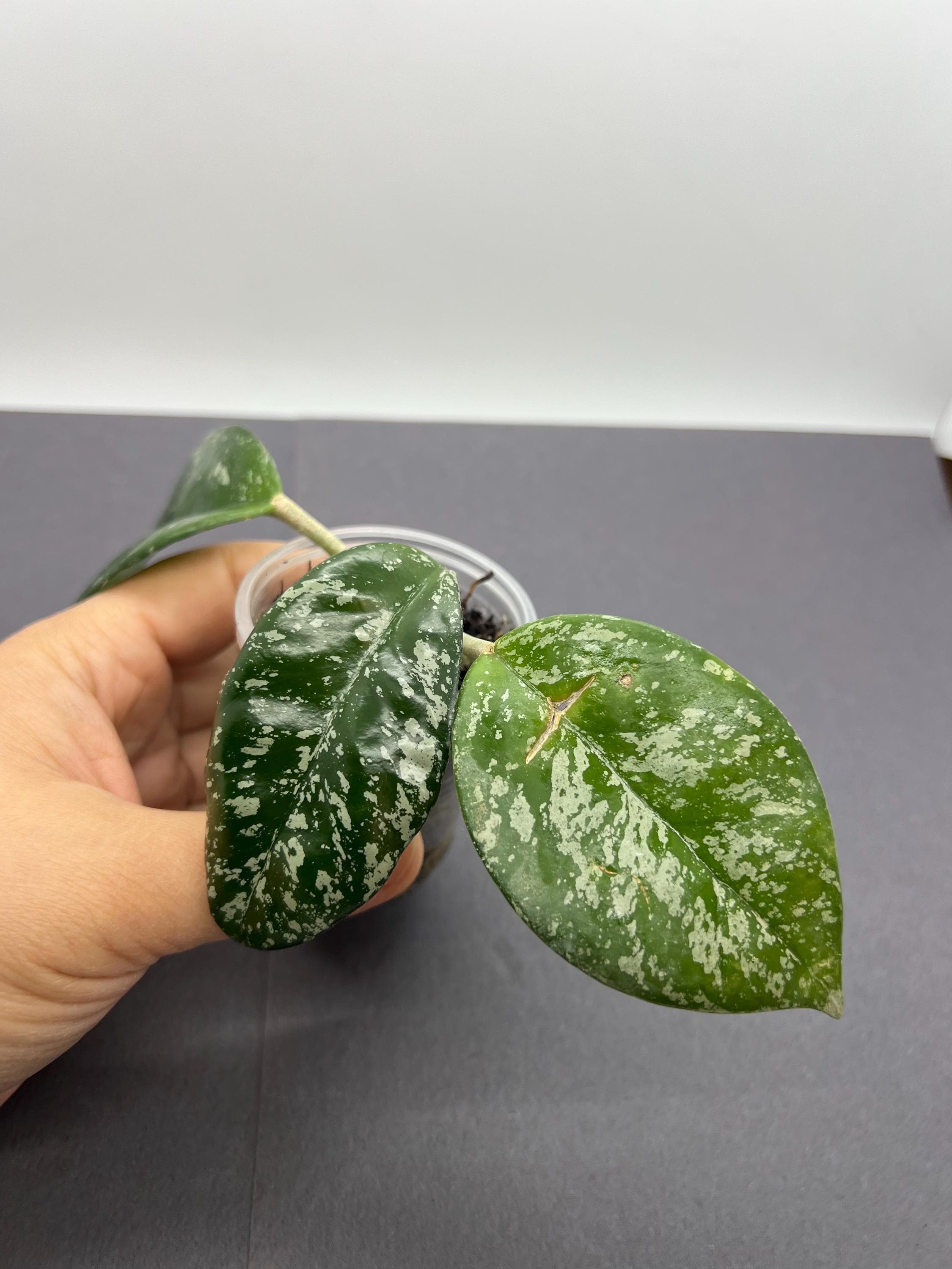 Hoya Carnosa Freckles Splash - Etsy