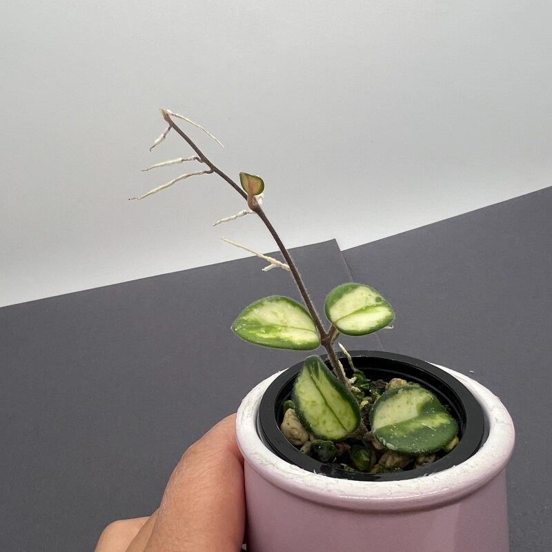 Hoya Mathilde - Etsy