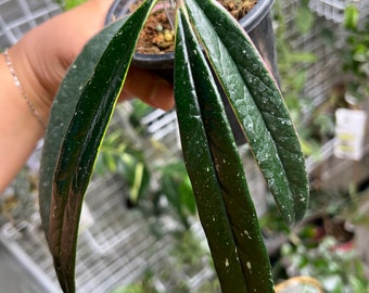 RARE Hoya Sulawesiana Elongated Leaves Exact Plants Rooted - Etsy