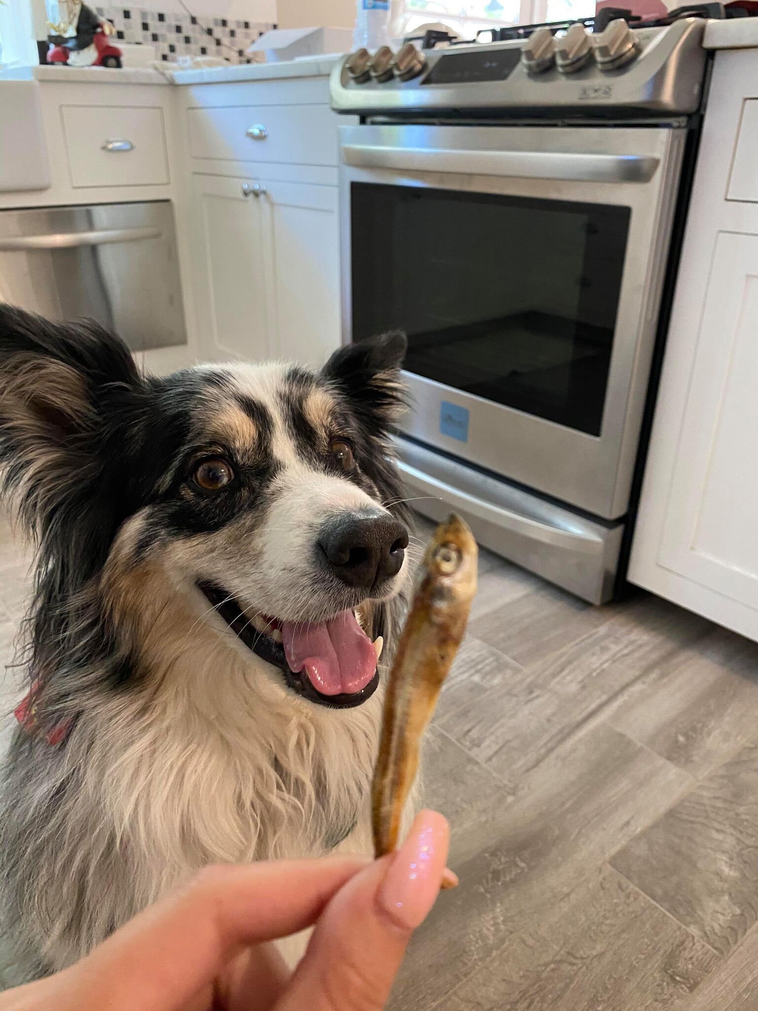 Jerky Treats for Dogs Fish Treats Fish Jerky Dehydrated | Etsy