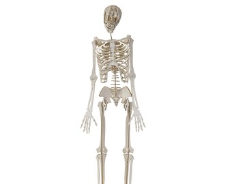 3d Skeleton Puzzle | Etsy