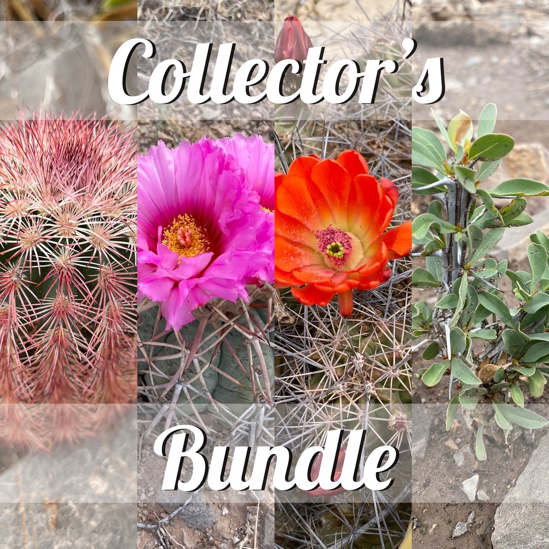Cactus Collector’s Bundle - Etsy
