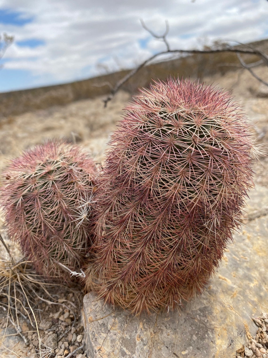Texas Rainbow Cactus Live Whole Plant | Etsy