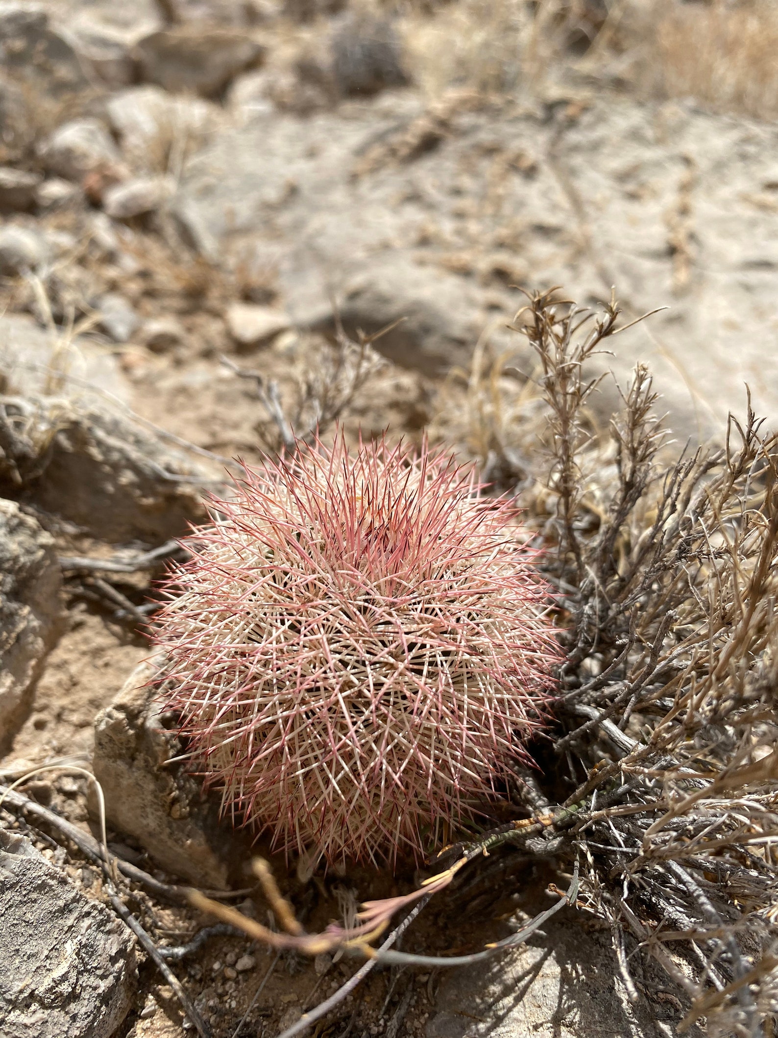 Texas Rainbow Cactus Live Whole Plant | Etsy