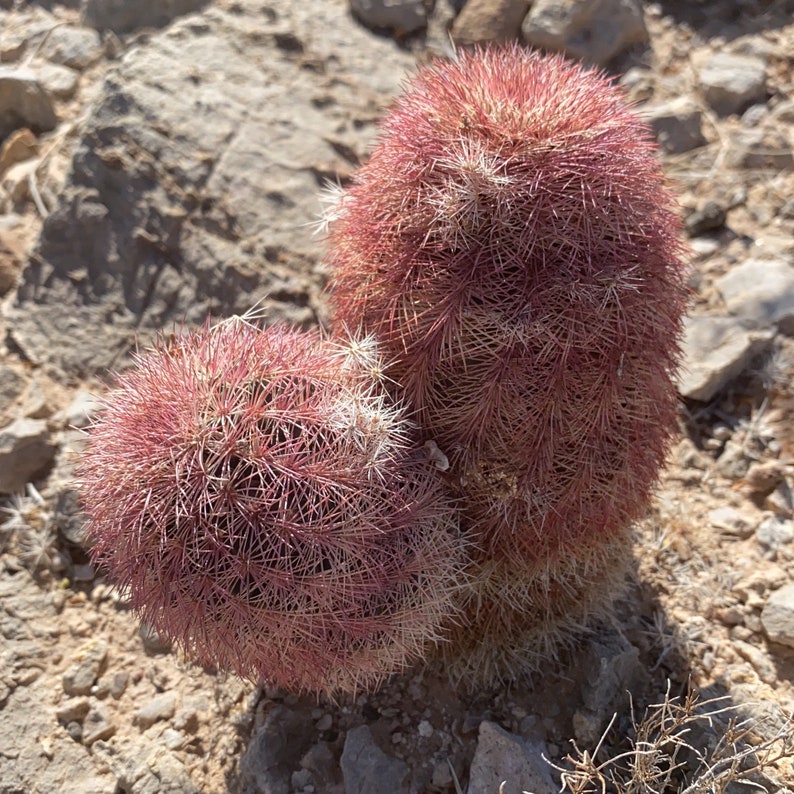 Double Headed Texas Rainbow Cactus (live Plant) - Etsy