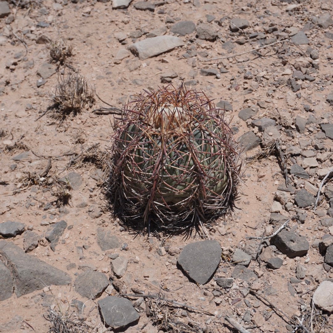 Devilshead Cactus live Plant - Etsy